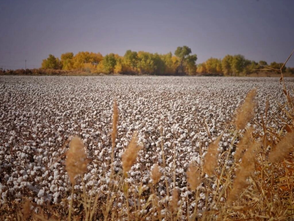 How Denim Is Made: From Cotton to Jeans - lydenim.com